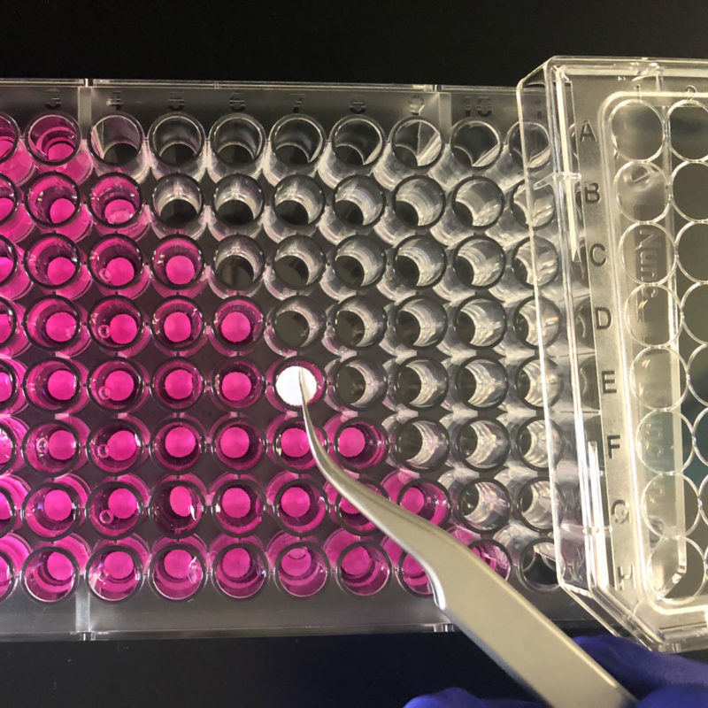 Neural tissue engineering scaffolds | Innovative Surface Technologies Neural tissue engineering scaffolds | Innovative Surface Technologies