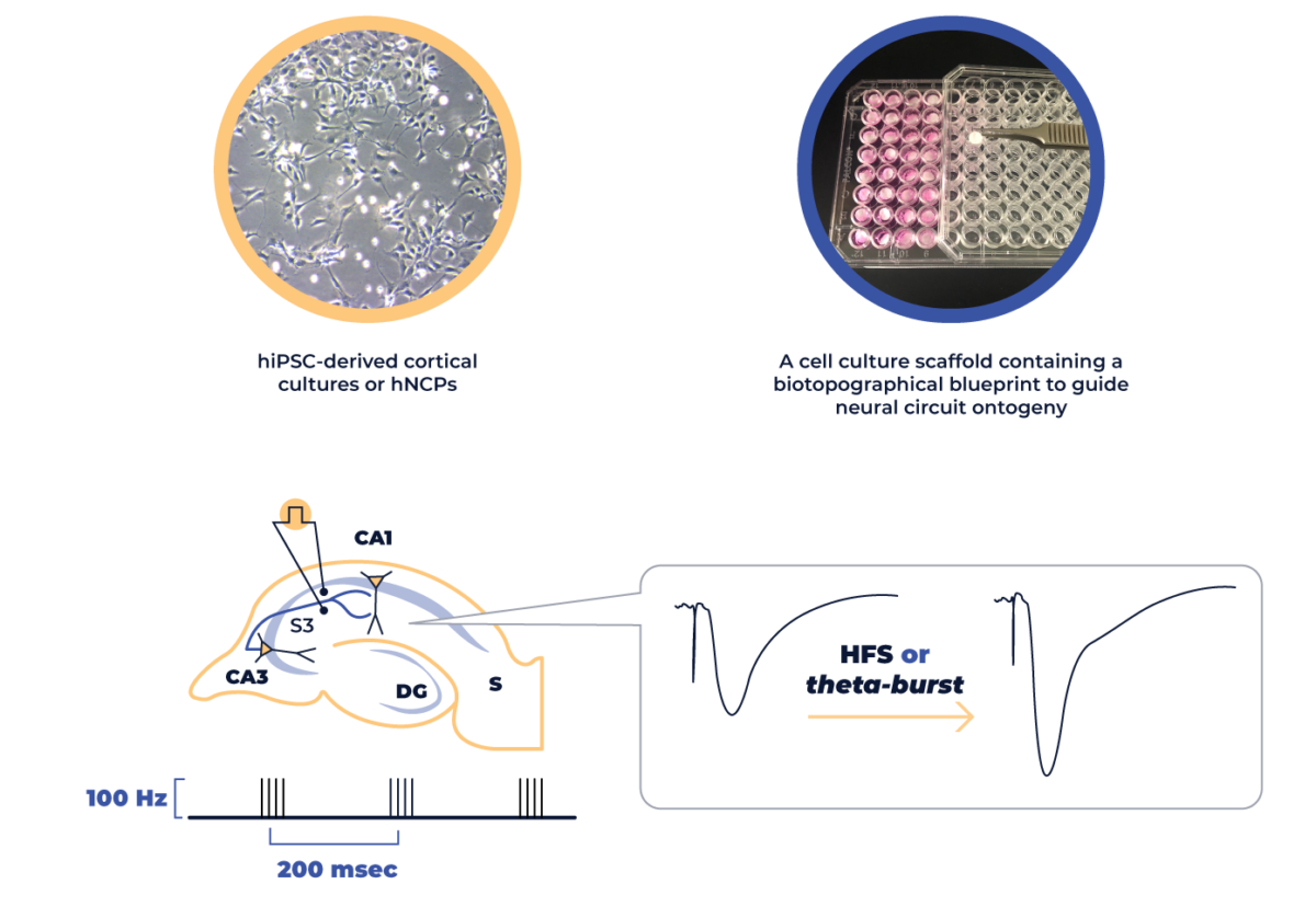 Neural tissue engineering scaffolds | Innovative Surface Technologies Neural tissue engineering scaffolds | Innovative Surface Technologies